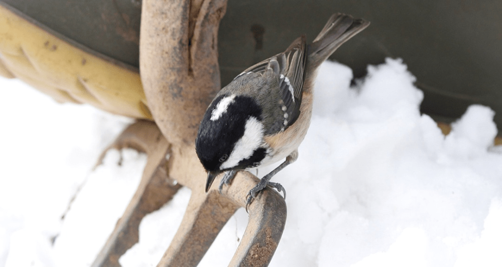 Get Ready for Big Garden Birdwatch 2025 at RSPB Ynys-hir