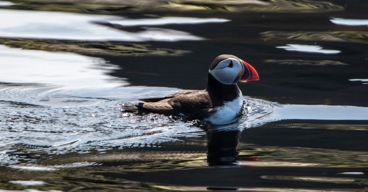 RSPB Puffin and Gannet Seabird Cruises 2025