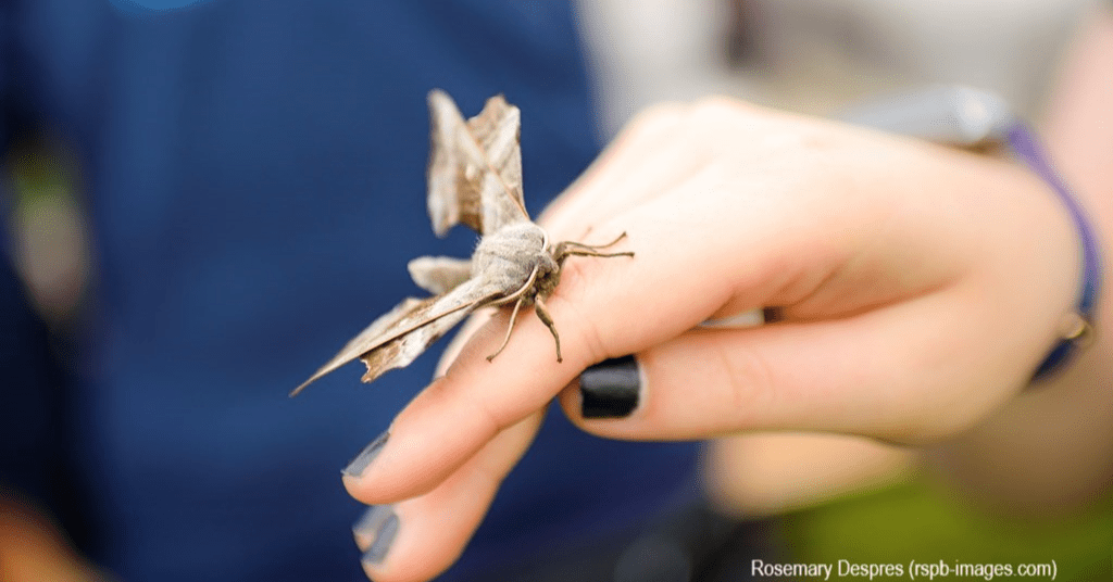 Marvellous Moths at RSPB Strumpshaw Fen