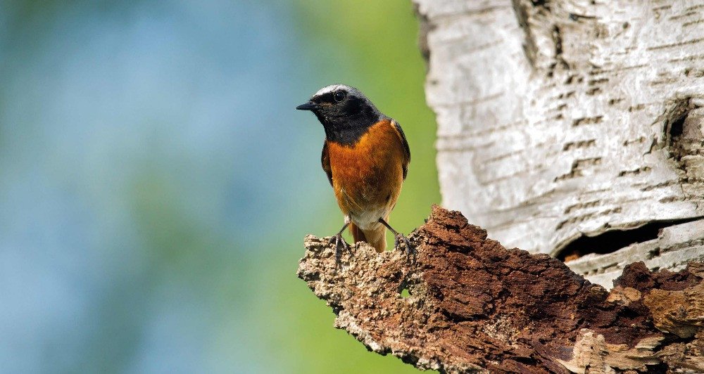 Redstart Ramble