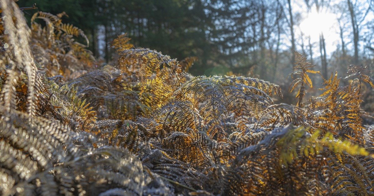 Forestry England tickets