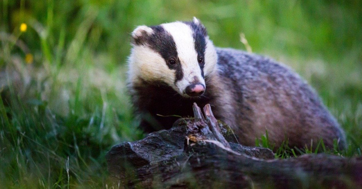 Badger Hide at Haweswater | Exclusive Hire