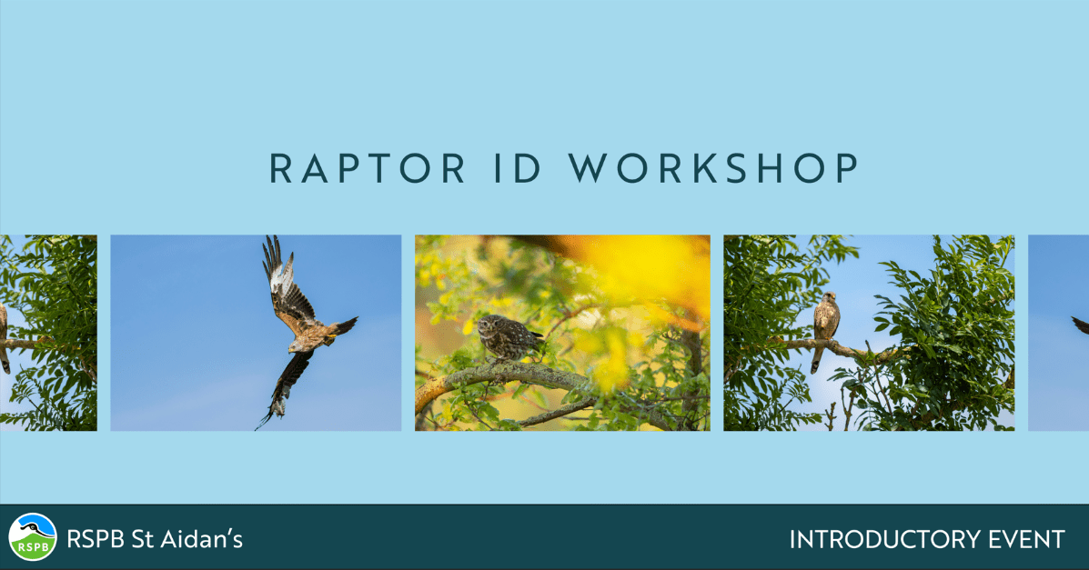 Raptor ID Workshop- RSPB St Aidan's