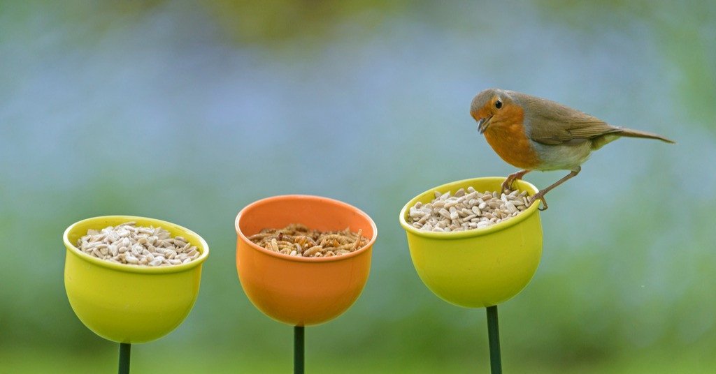 Breakfast with Birds