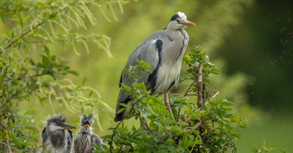 RSPB Fairburn Ings events