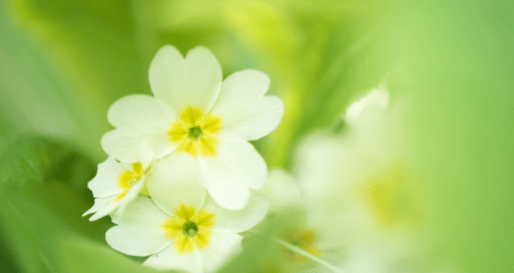 Signs of Spring at RSPB Ynys-hir