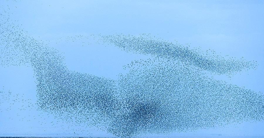Wader Spectacular at RSPB Snettisham