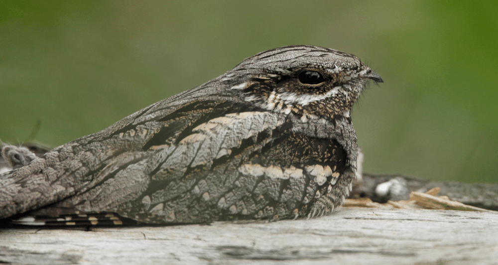 2025 Nightjar walks at Coed Llandegla Forest
