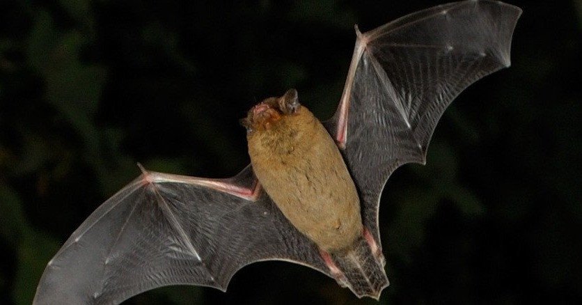 Evening Bat Walk at RSPB Saltholme