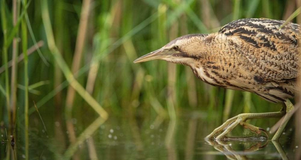 Booming Bitterns Guided Walk at RSPB Ham Wall