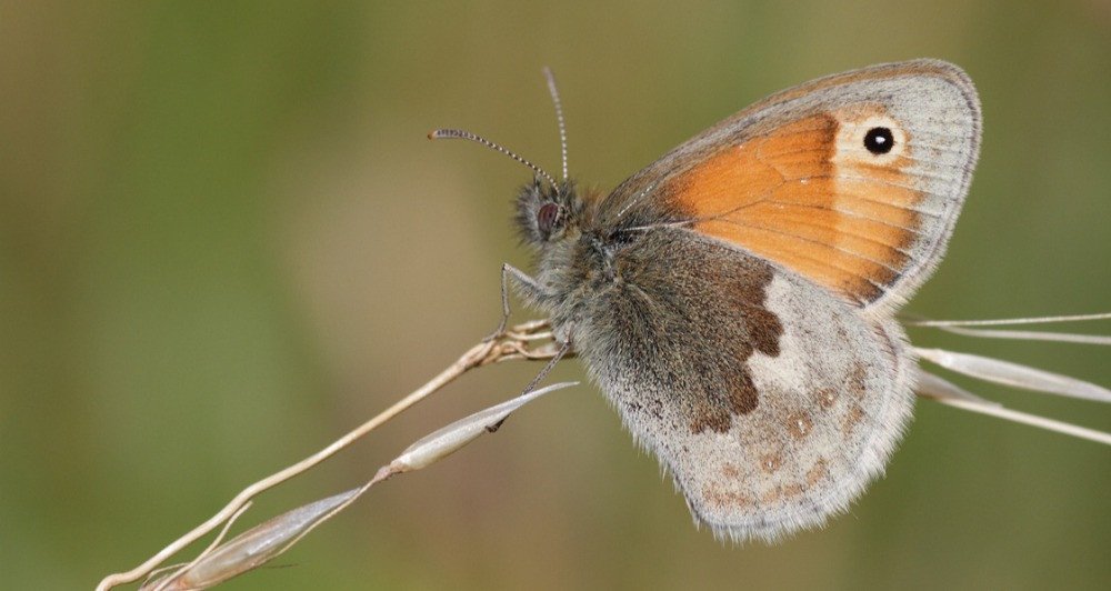 Butterfly Walk, at RSPB Frampton Marsh