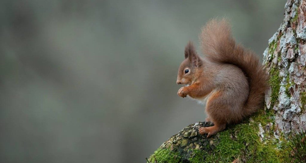 Wildlife Writing Workshop