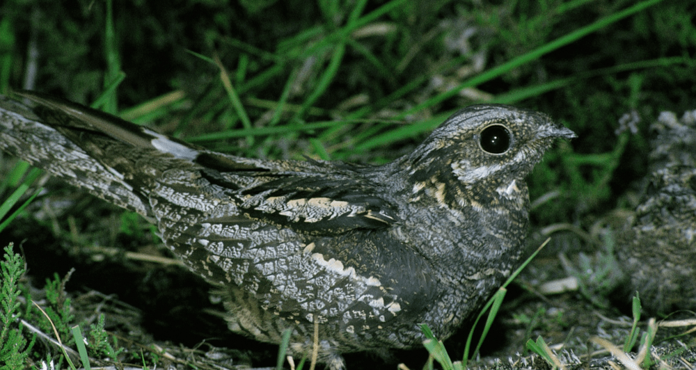 Nightjars and Nocturnal Sounds of RSPB Ynys-hir