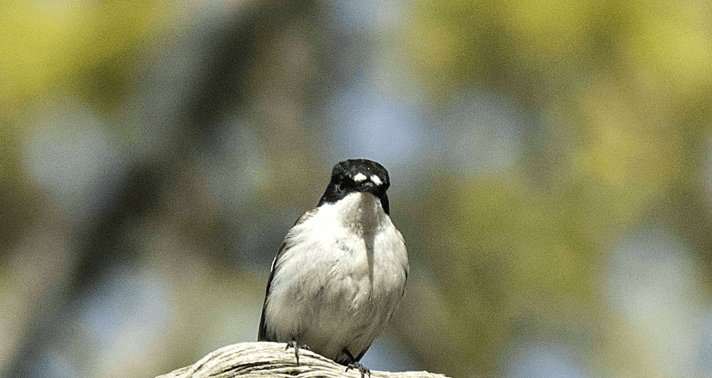 Spring Birds of RSPB Ynys-hir