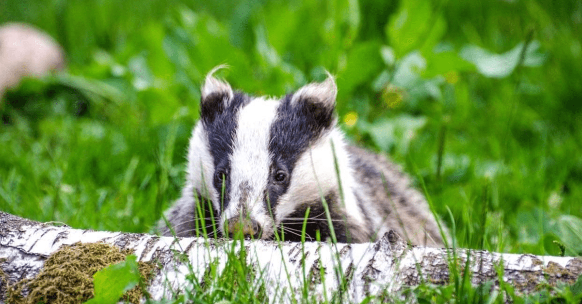 RSPB Haweswater Badger Hide | Exclusive Hire