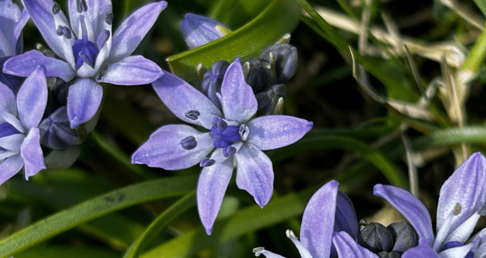 Spring at RSPB South Stack