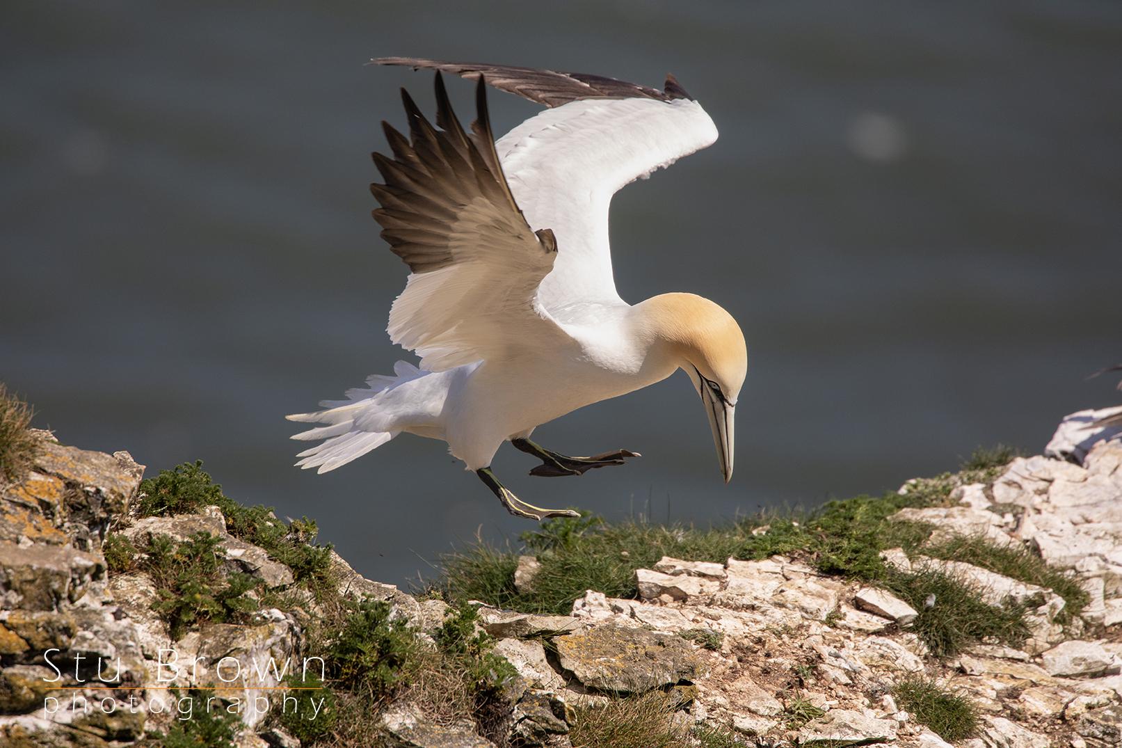 Stu Brown Beginner's Photography Workshop at RSPB Bempton