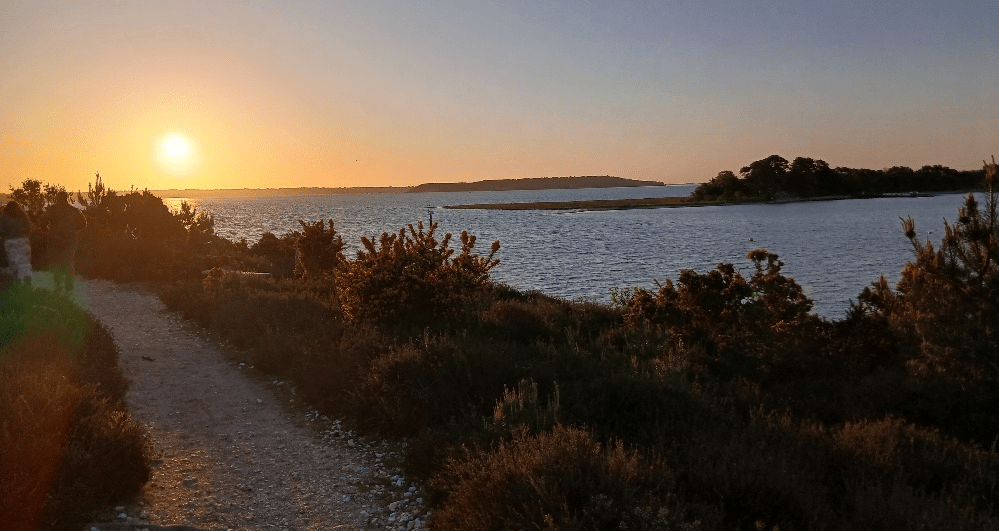 Summer Solstice Walk at RSPB Arne Nature Reserve Dorset