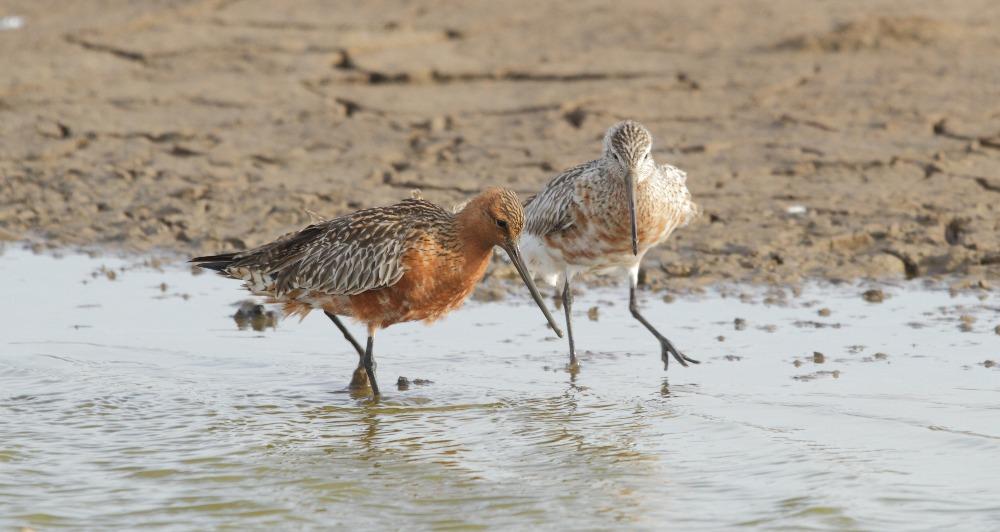 Getting in a Scrape, at RSPB Frampton