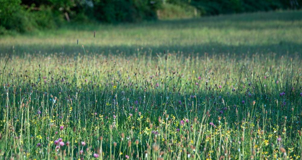Wildflowers, Trees and all things Plants - Guided walk