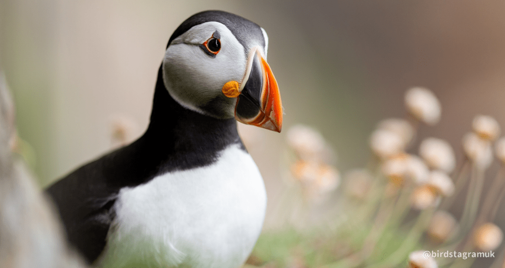 Puffin Watch