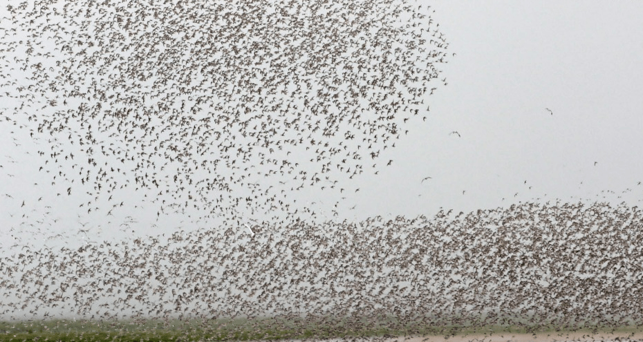 Whirling Wader Breakfast Walk at RSPB Snettisham