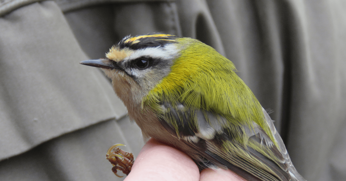 Bird ringing demonstration