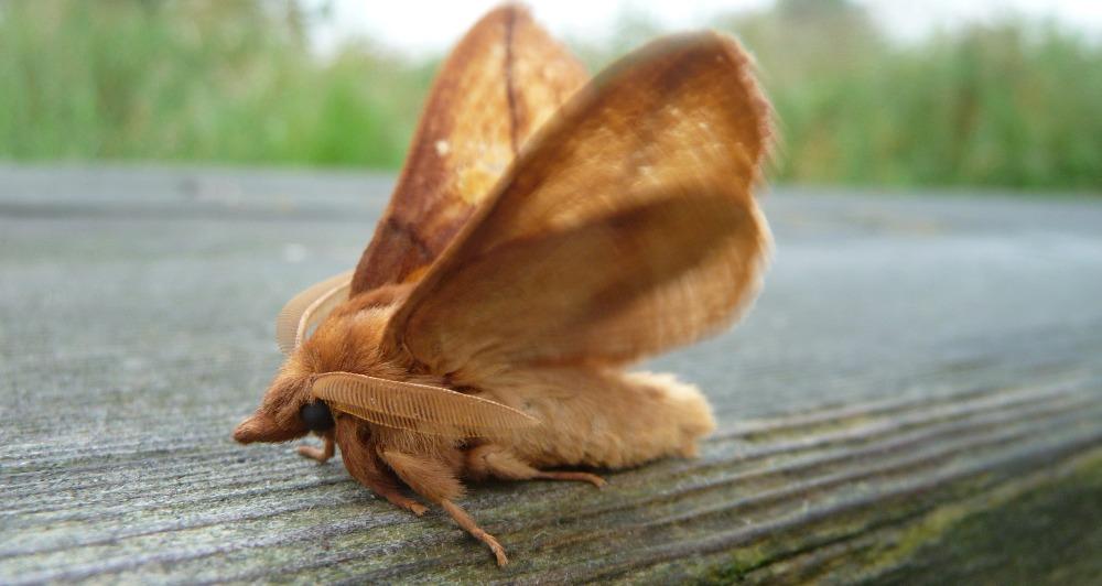 Treasures of the Moth Trap