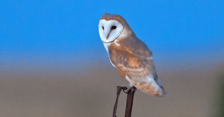 The Best of RSPB Havergate Photography Day