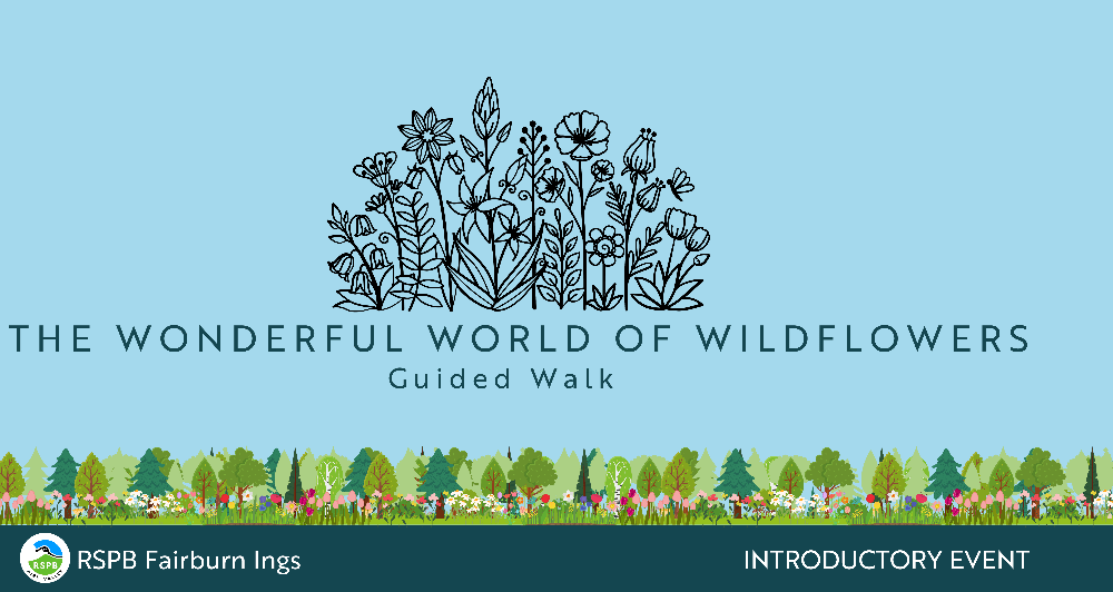 The Wonderful World of Wildflowers Guided Walk- RSPB Fairbur