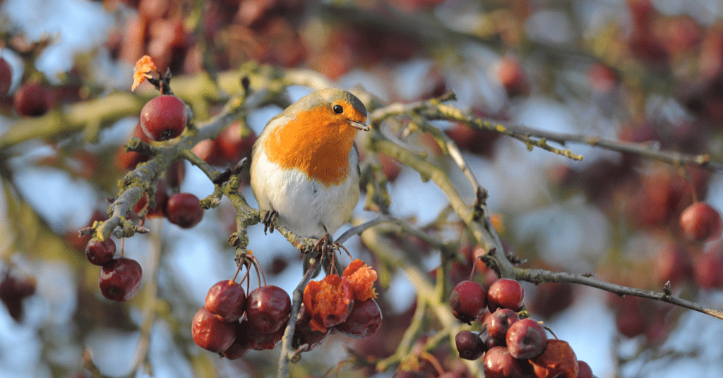 Nature Tots at RSPB Radipole Lake | Winter Fun!