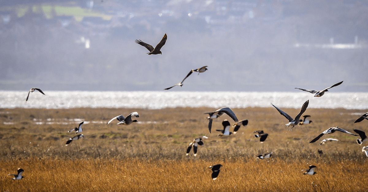 Parkgate Raptor Watch