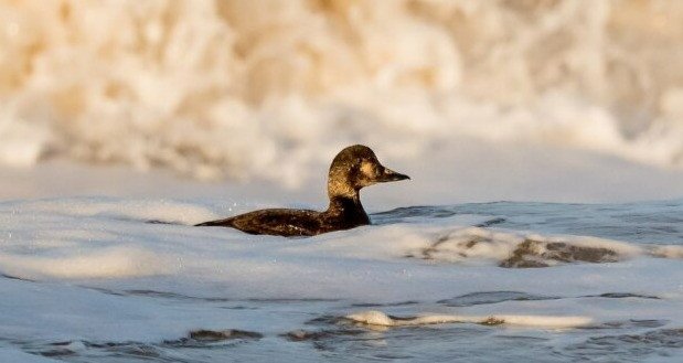 Watching Winter Sea Birds at RSPB Titchwell Marsh